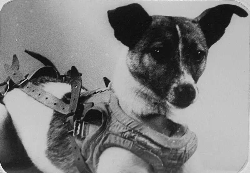 Laika The Soviet Space Dog Sent On A One Way Trip Into Orbit 1957 Laika The Soviet Space Dog Sent On A One Way Trip Into Orbit 1957
