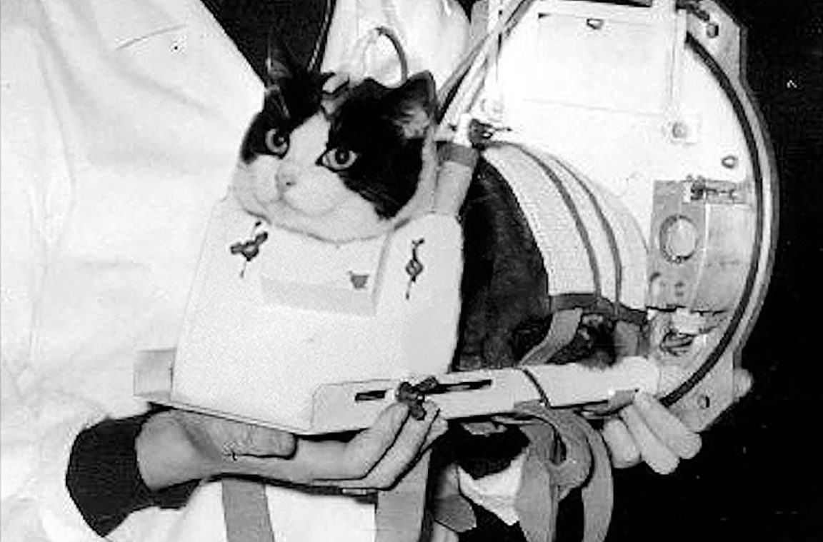 Astrocat Félicette in Photos: The Story of the First Cat Launched Into ...